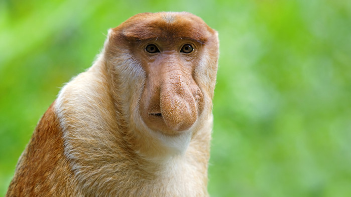 Eventyr på Borneo - Jambo Tours