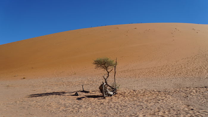 Namibias ørken & ville dyr. - Jambo Tours