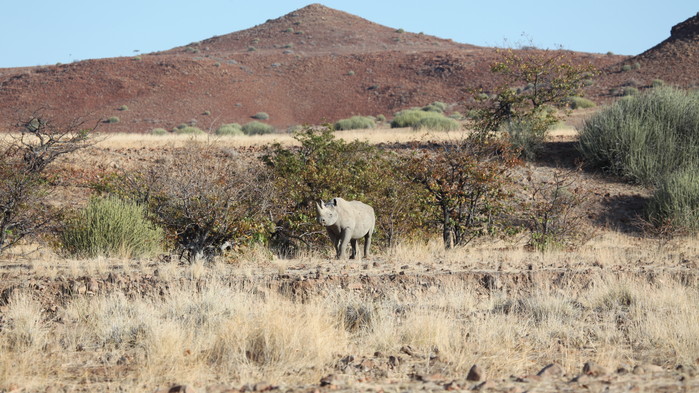 Namibias ørken & ville dyr. - Jambo Tours
